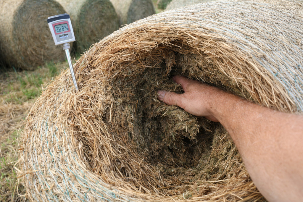 How to Tell If Hay Is Truly Dry Inside the Bale — Not Just on the ...